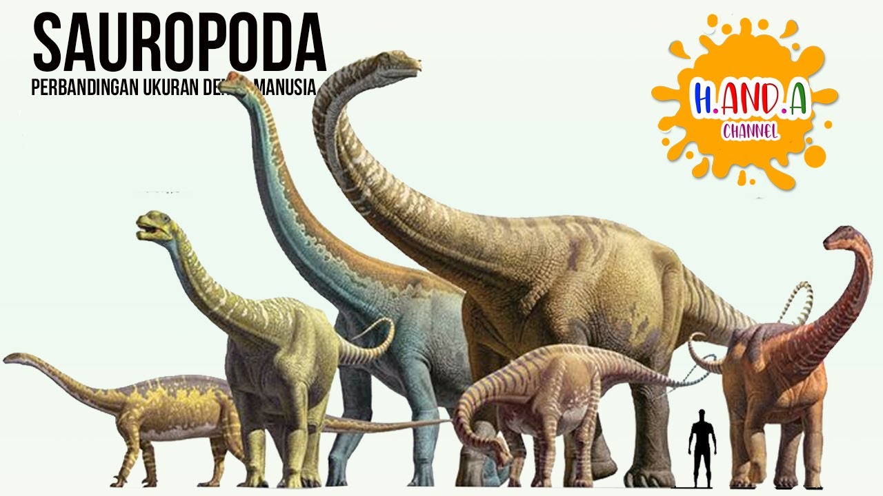 Perbandingan ukuran dinosaurus leher panjang (Sauropoda) - YouTube