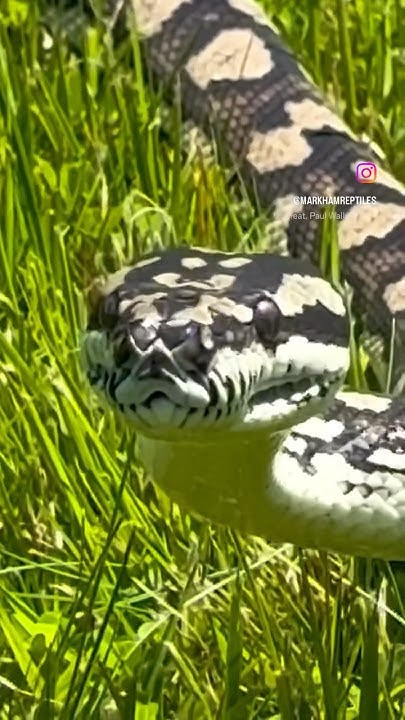 Coastal Carpet Python 🐍 - YouTube