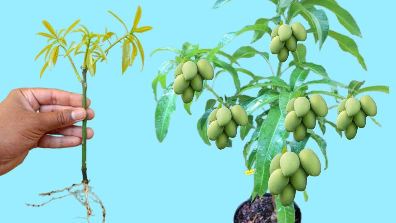 Mango Growing Techniques with Aloe Vera Grow Strong and Yield Fast ...