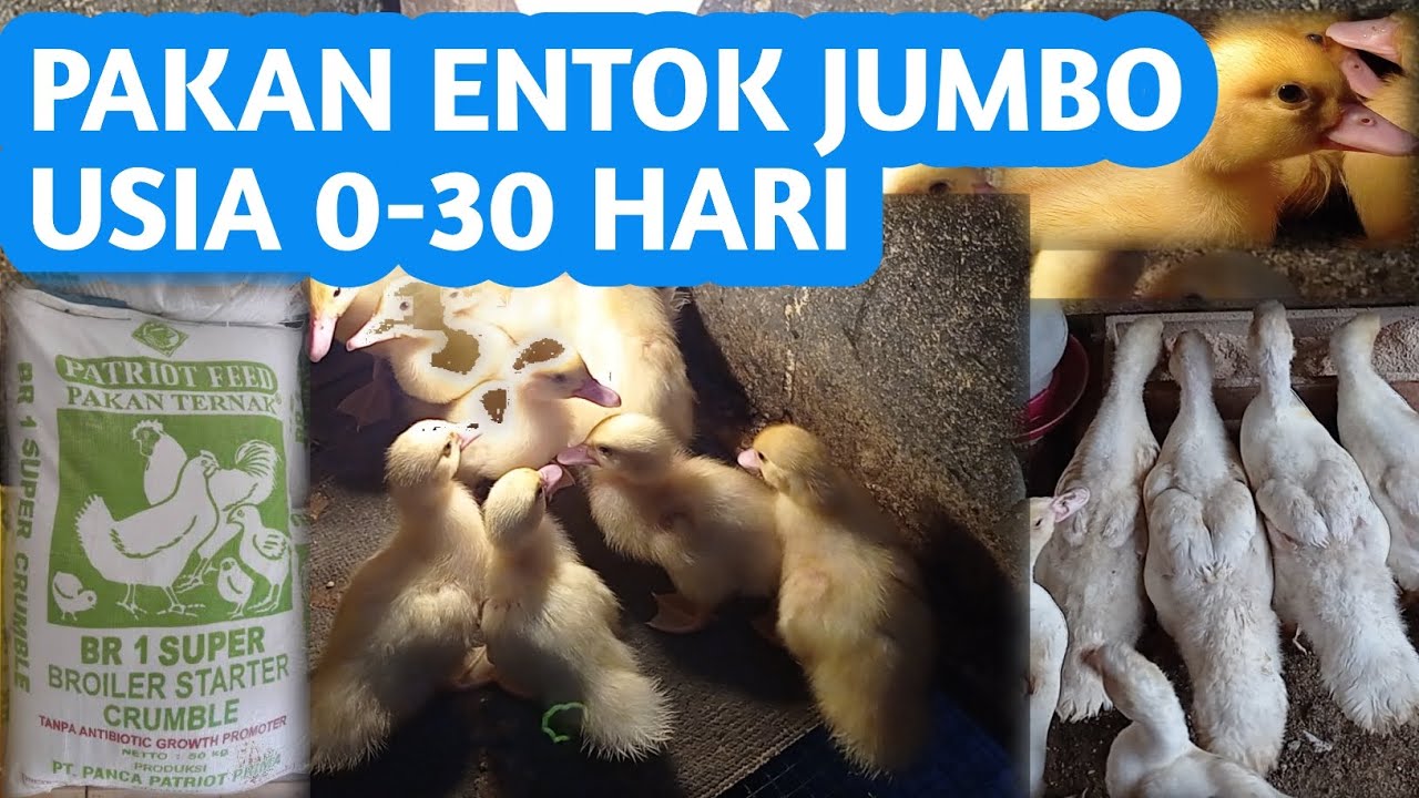PAKAN UNTUK ANAK ENTOK USIA 0-30 HARI. - YouTube