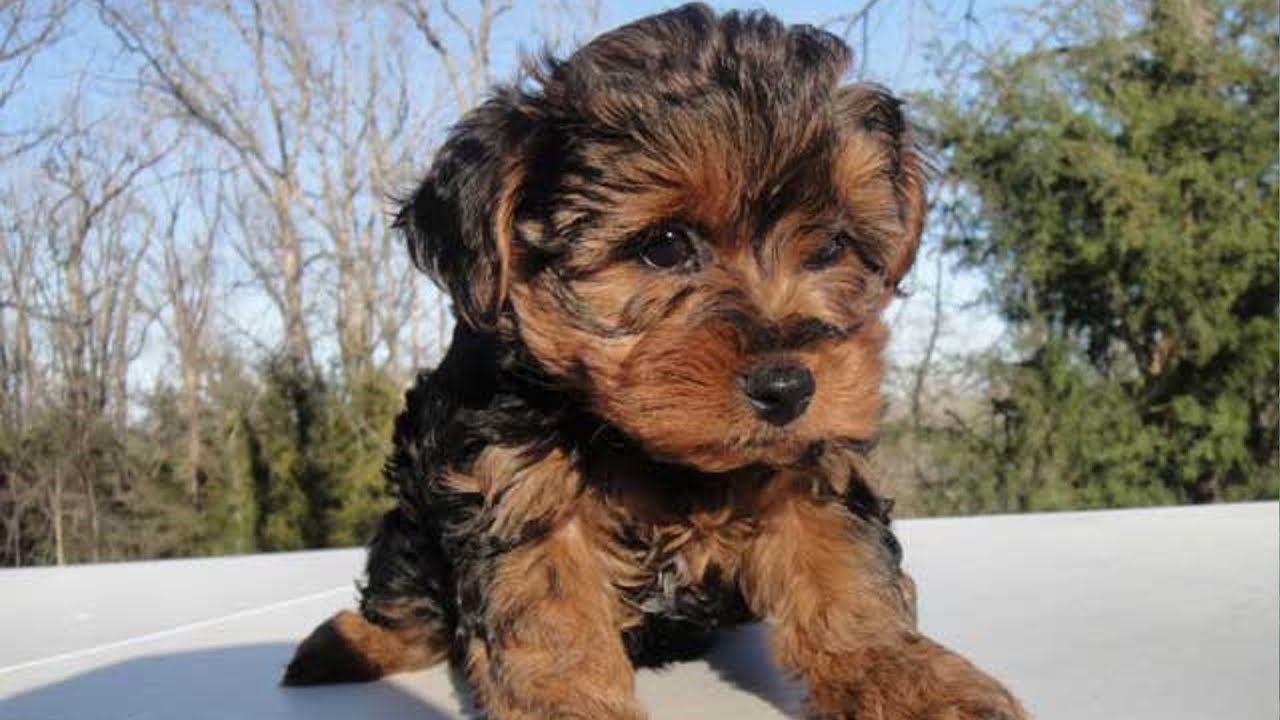 Unbelievable Cute Cross Breed Dogs You'd Want To Own One Today - YouTube