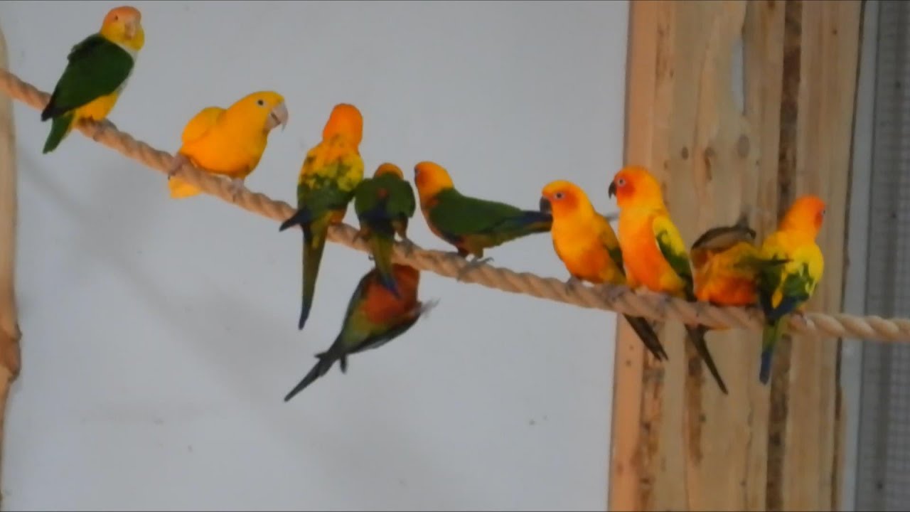 Parrots in Poznan, Poland / Papugarnia (Poznań) - YouTube