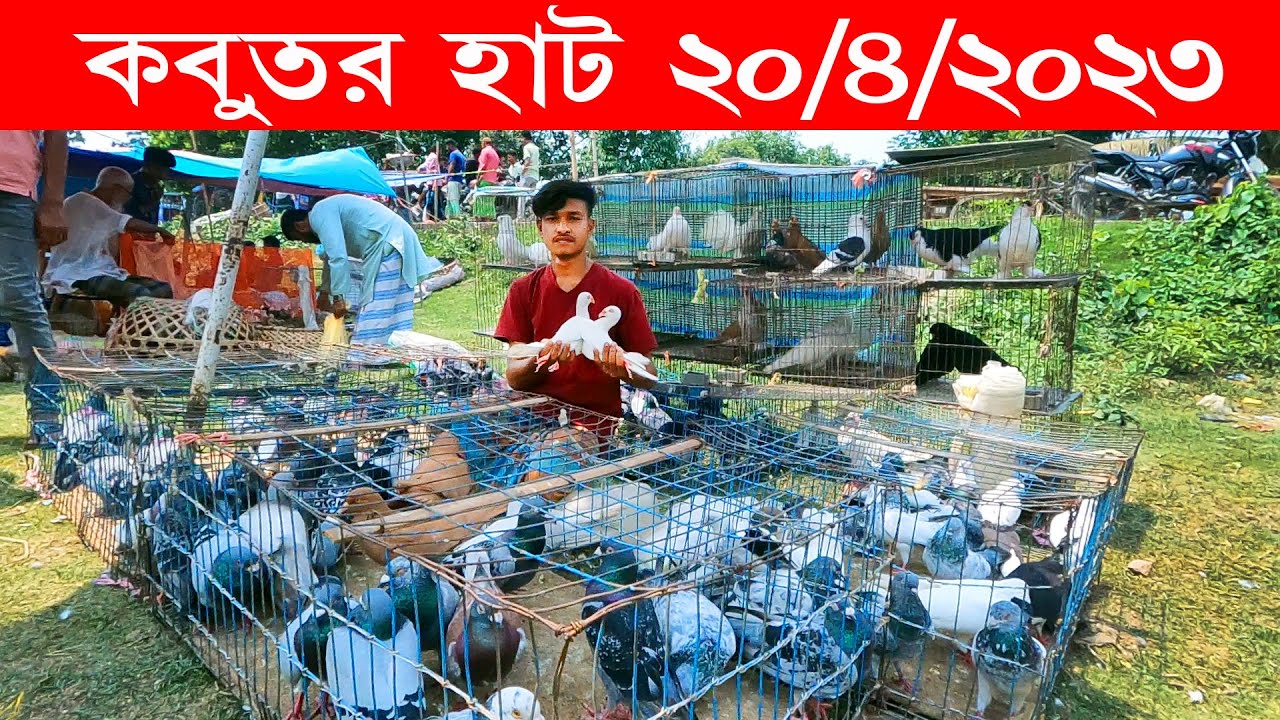 কবুতর হাট ২০-৪-২০২৩ | kobutor hat 2023 | pigeon market in bangladesh ...