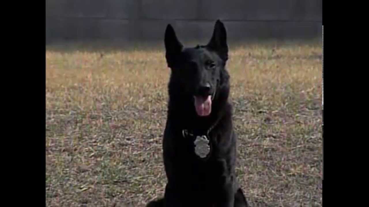 MP K9 Training - YouTube