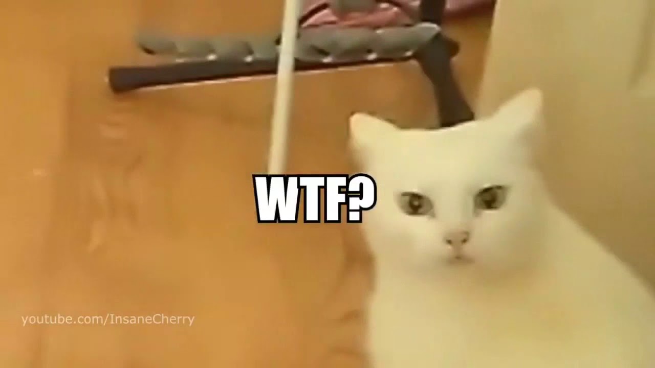 WTF Cat - YouTube