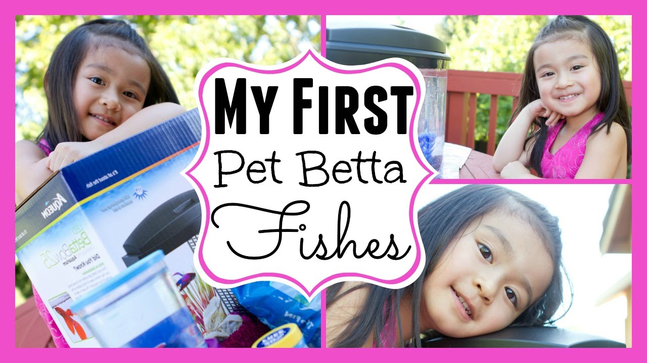 My First Pet Betta Fish - YouTube