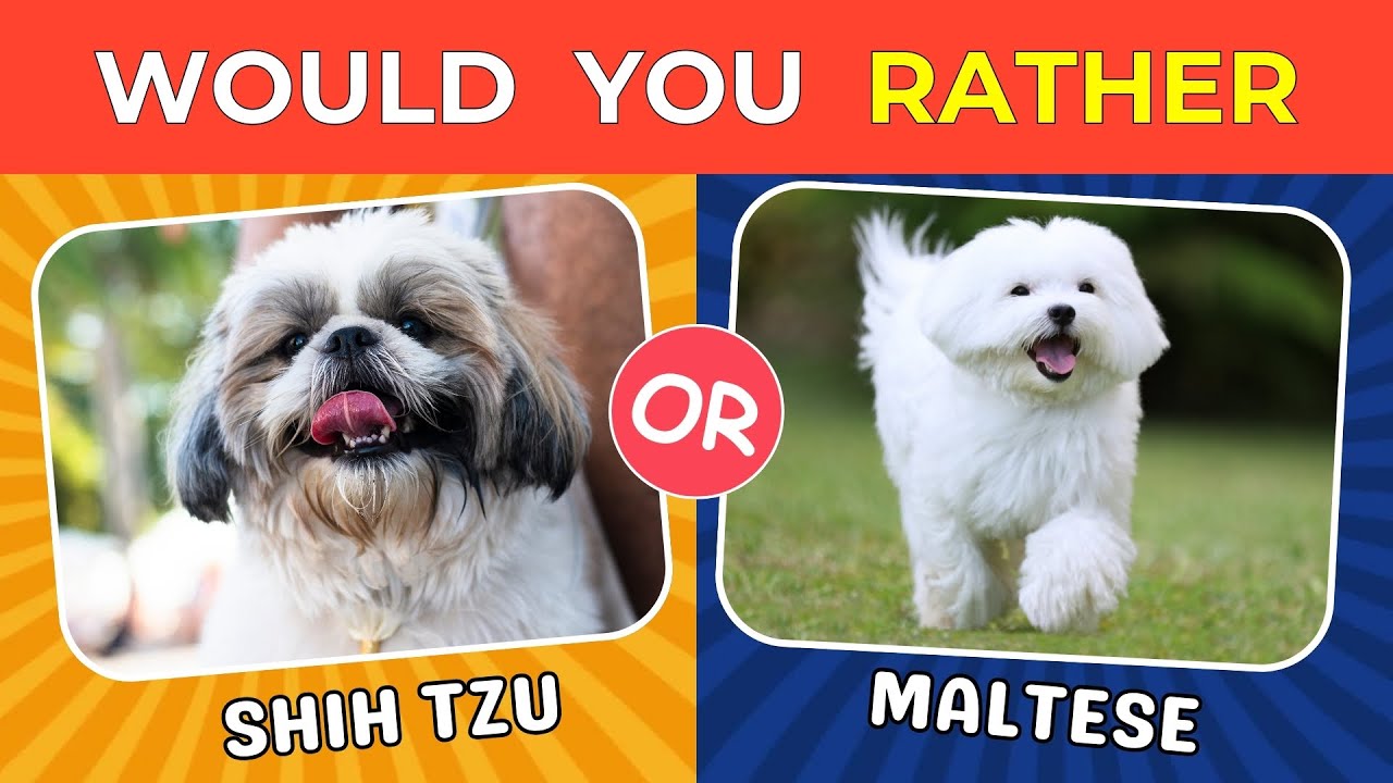 WOULD YOU RATHER DOGS EDITION | Pick One Kick One | Quiz Challenge ...
