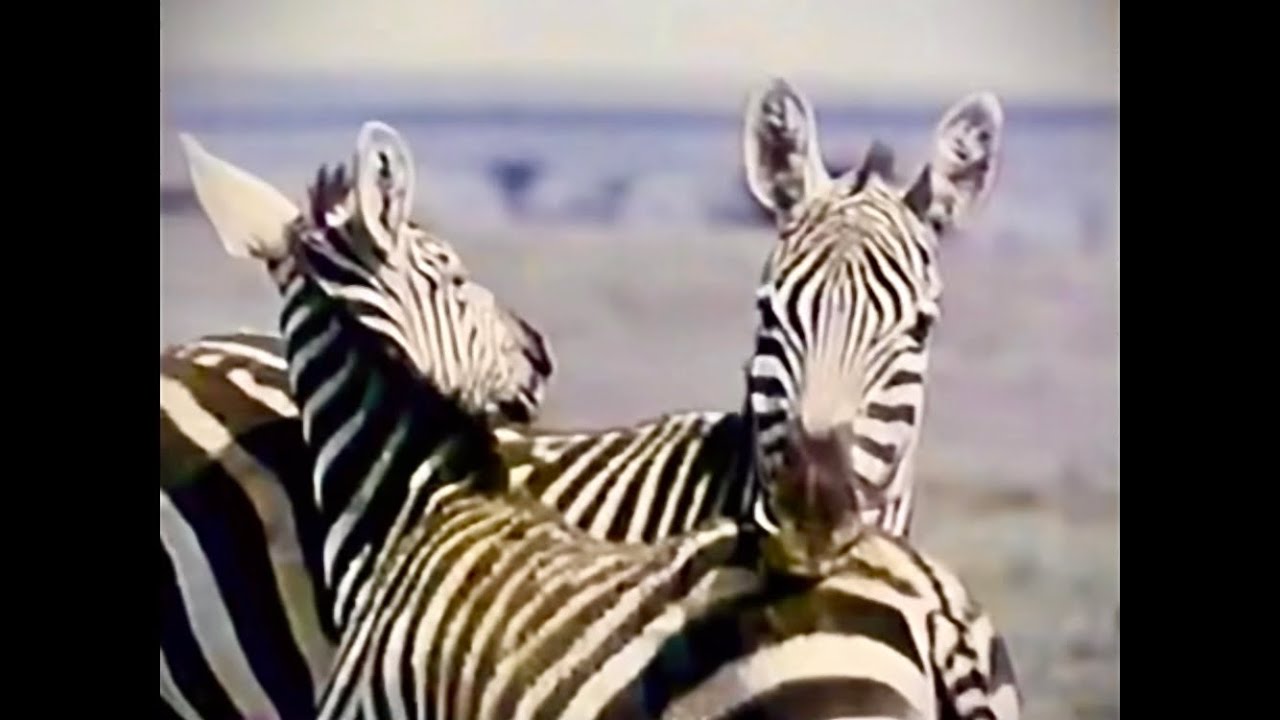 THE UNTAMED WORLD (Remastered) - African Wildlife 1971 (narration: Alan ...