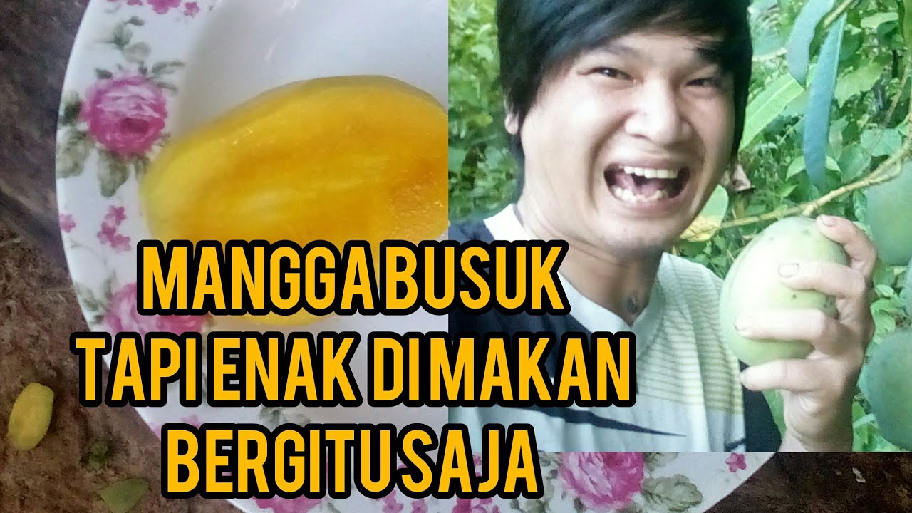 Mangga yang busuk tapi sedap di makan|mangga wani - YouTube