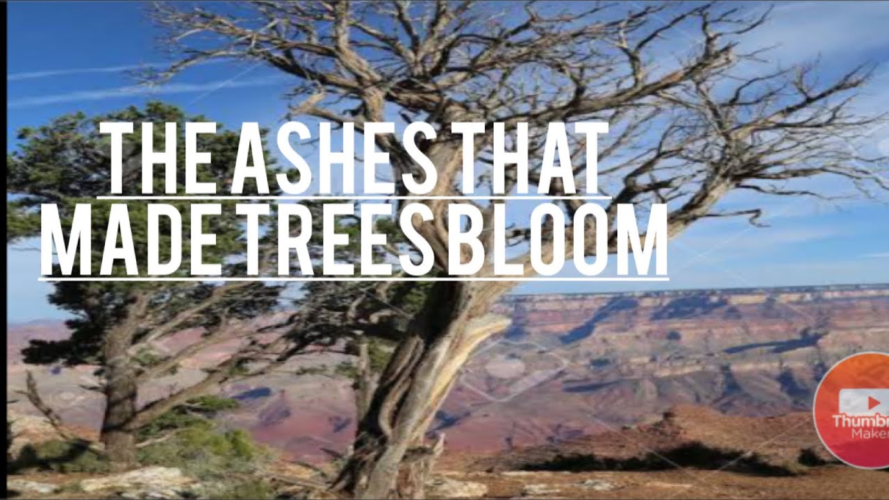 The Ashes That Made Trees Bloom Part 1 Lesson 4 Class 7th CBSE Par 1 the-ashes-that-made-trees-bloom-part-1-lesson-4-class-7th-cbse-par-1