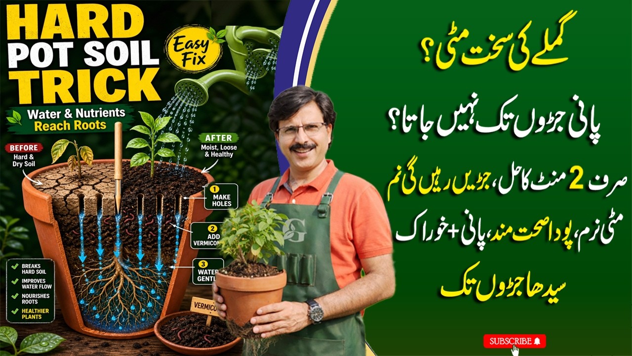 Hard Pot Soil Trick | Water & Nutrients Direct Roots Tak Pohanchane Ka ...
