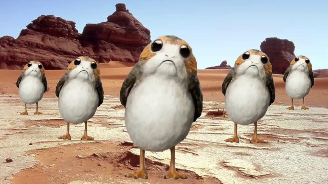 Porgs dancing to the Cantina Song - Funny Short Clip of Porg - Star ...