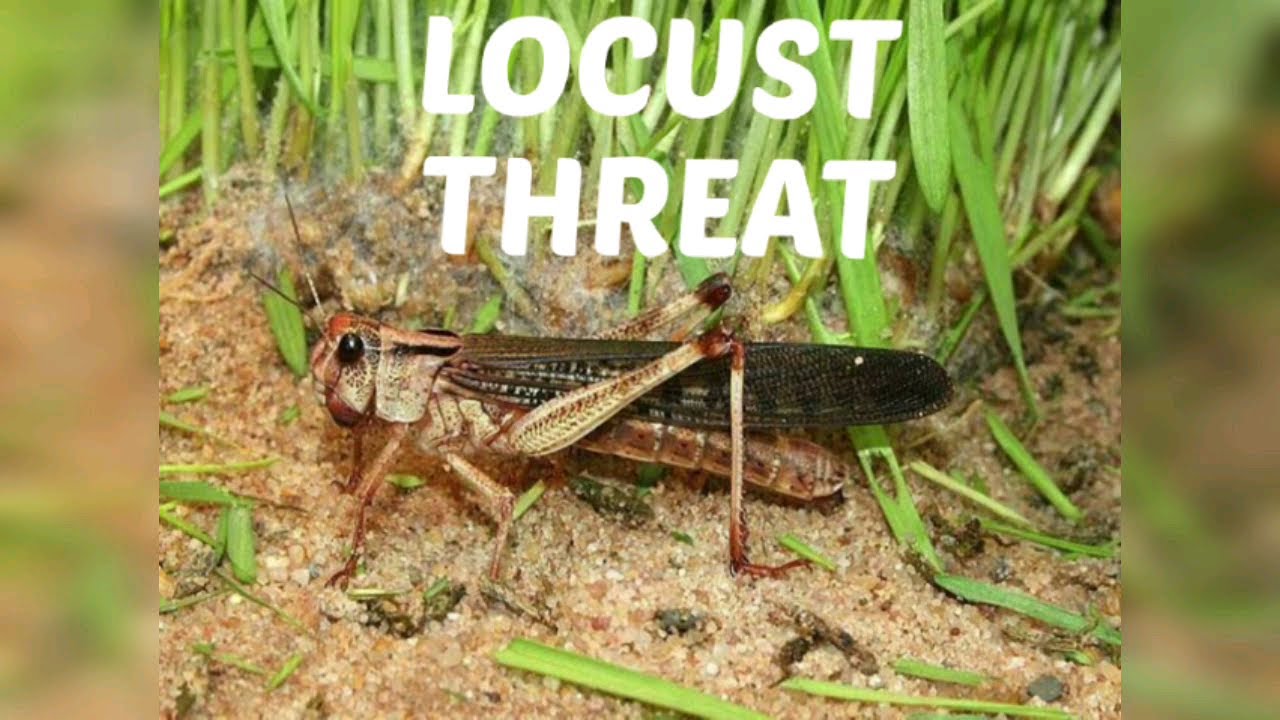 What is locust attack ? | Locust outbreak in India 2020 | Prevention ...