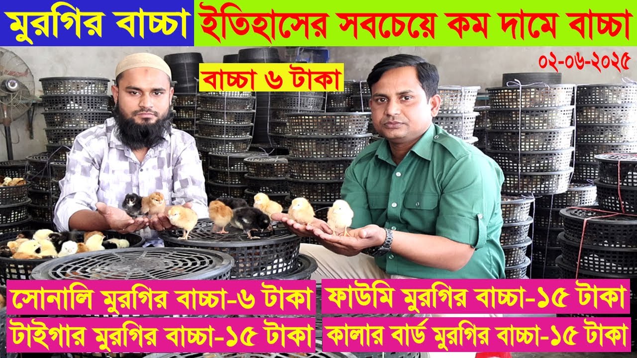 মুরগির বাচ্চা ৬ টাকা । ইতিহাসের সবচেয়ে কম দাম । বগুড়া । Murgir bassa ...