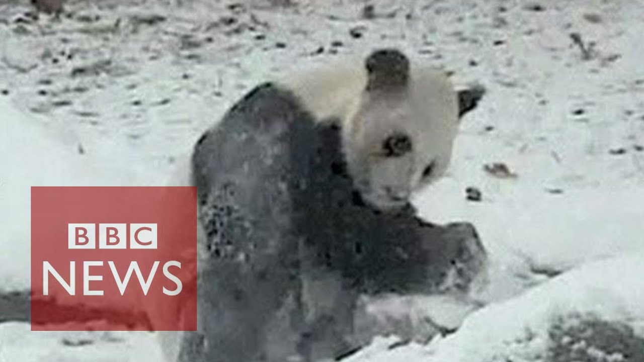 Cute giant panda shows how to have fun in snow - YouTube