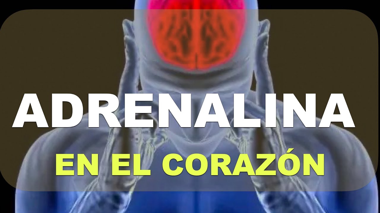 Efecto de la Adrenalina en el corazón - YouTube
