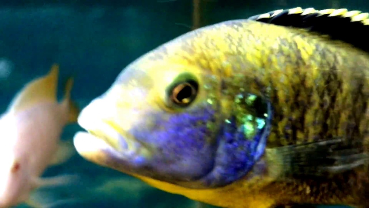 Yellow Lab Cichlid Hybrid