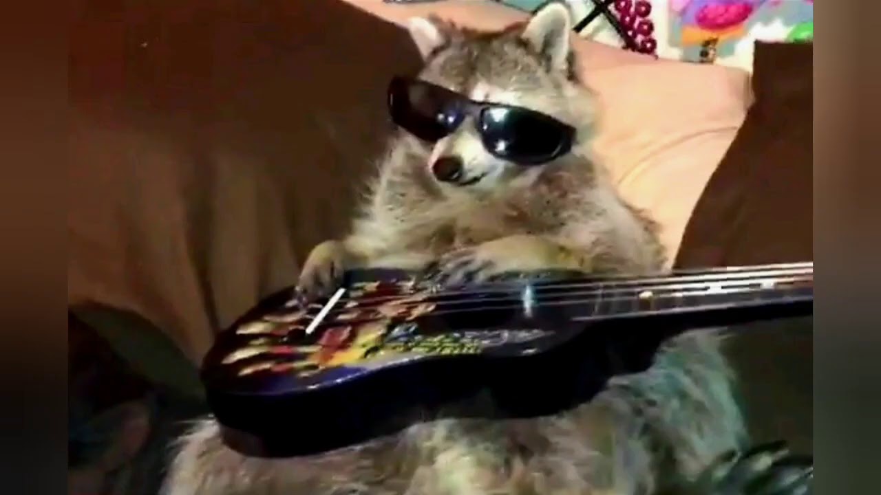 Cursed Raccoon images - YouTube