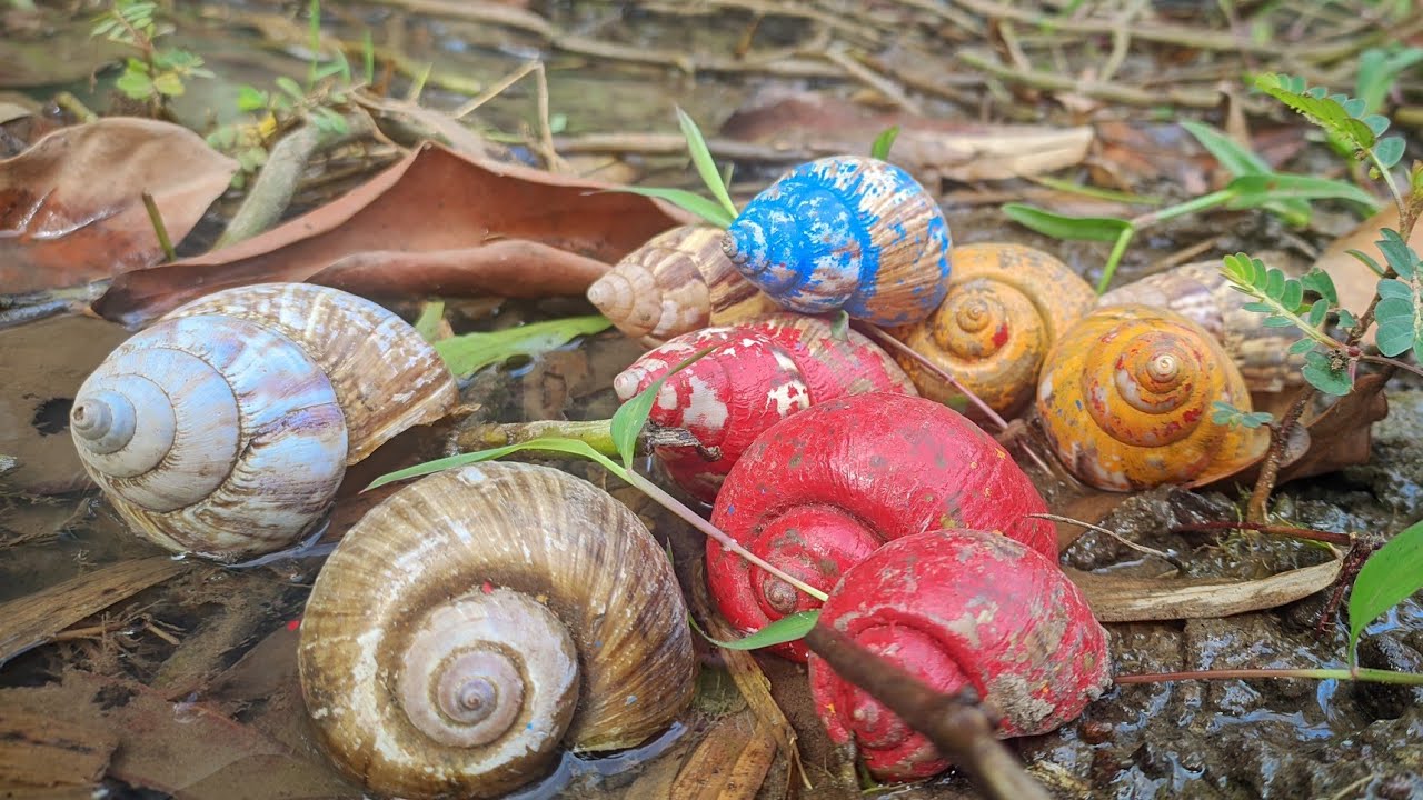 Hunting Snails Mencari keong warna-warni di pinggir parit - YouTube