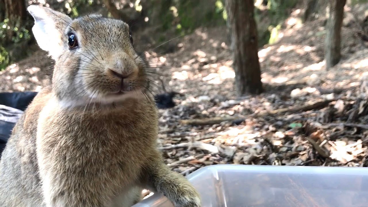 Possibly the cutest rabbit in the world - YouTube