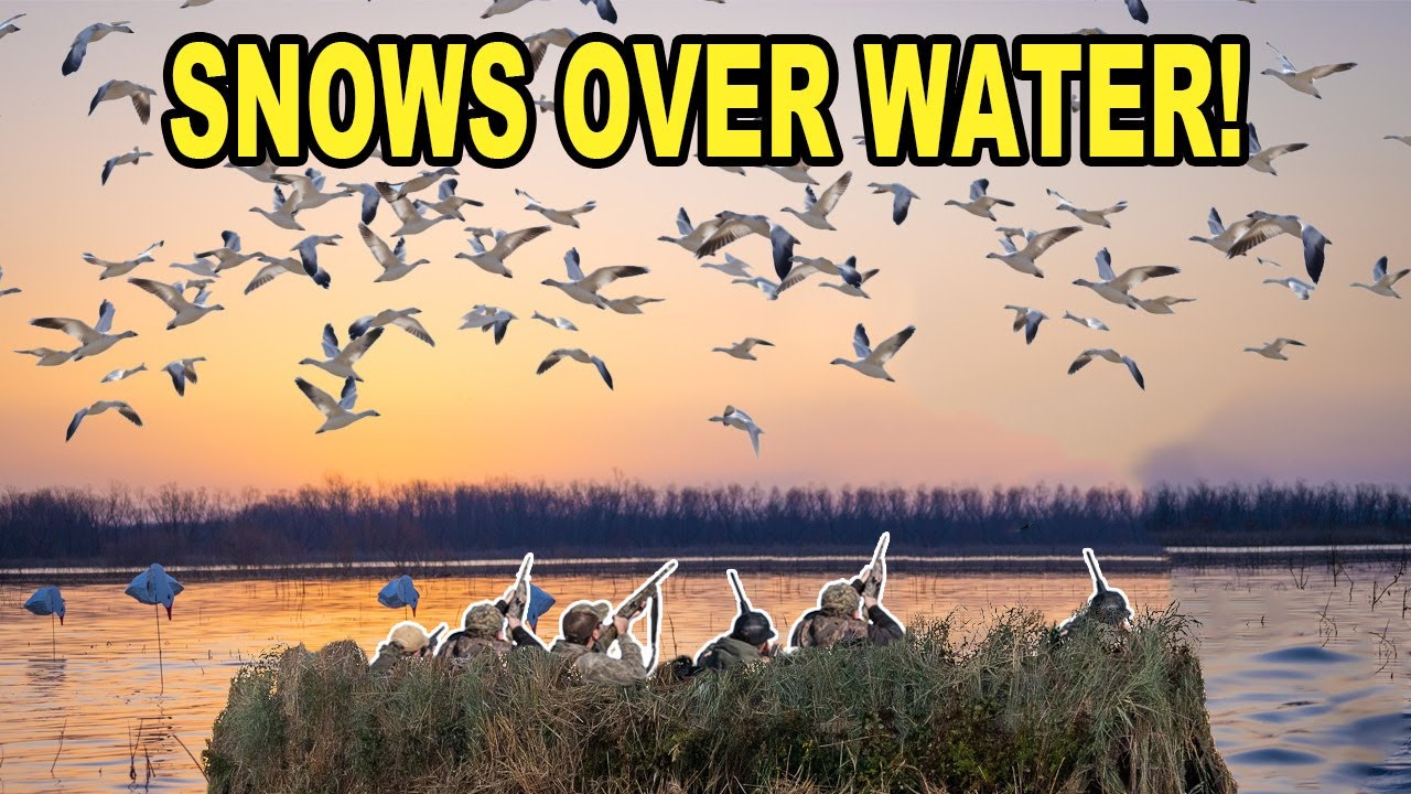 SMASHING Spring Snow Geese at the DIVE BOMB PROPERTY!! - YouTube
