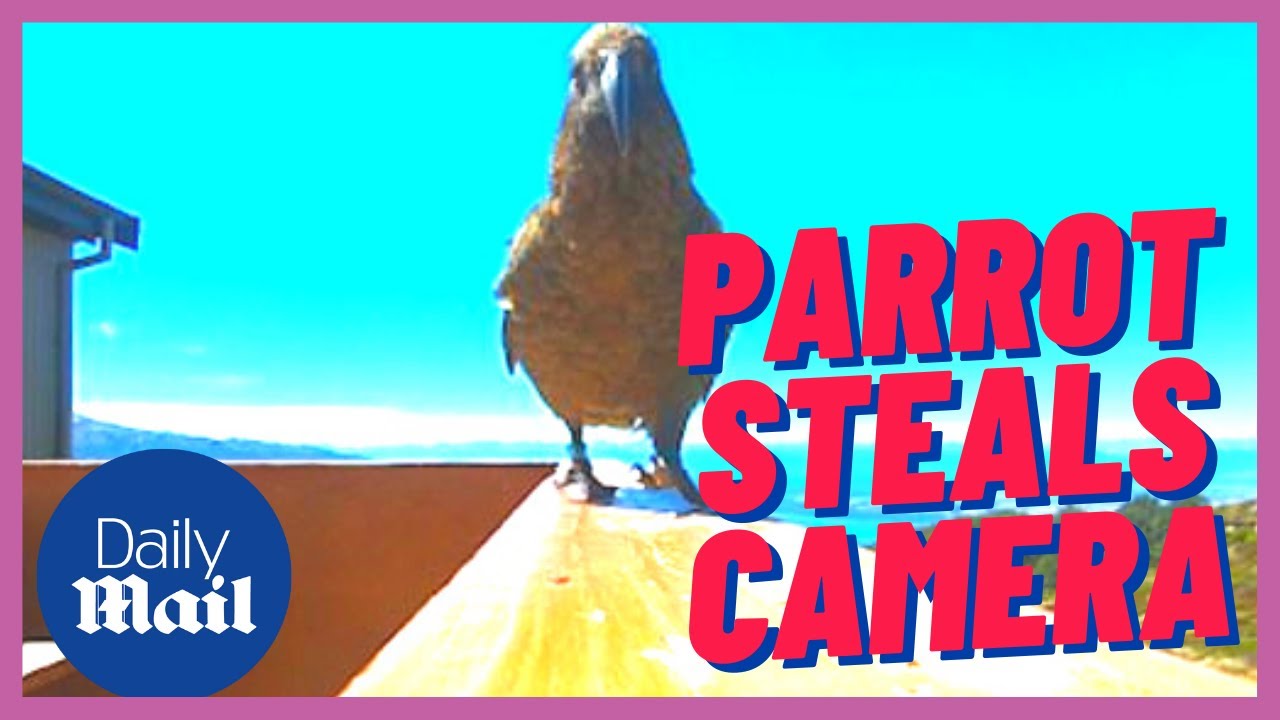 Parrot steals GoPro camera and records stunning flight - YouTube