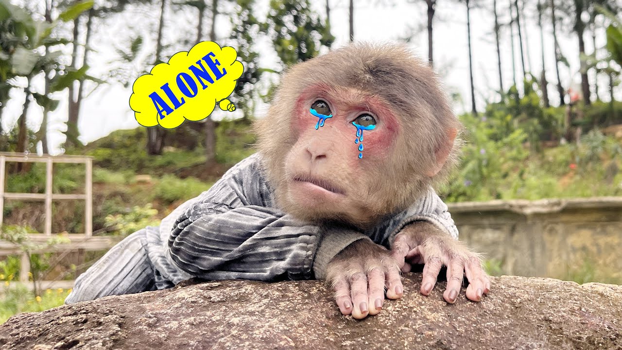 There are no words... to describe Monkey Max's situation and mood right now - YouTube