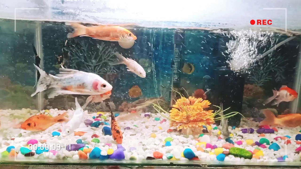 Aquarium loop in Home 🏡 - YouTube