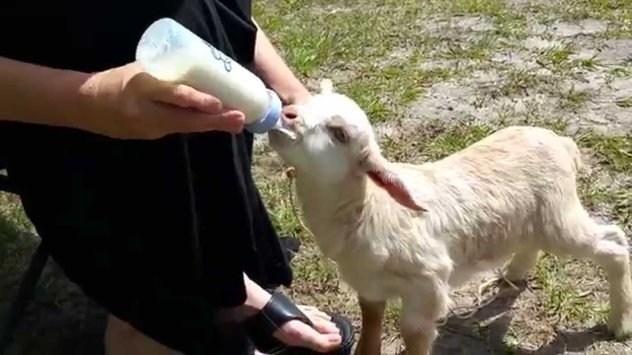 Goatling - YouTube