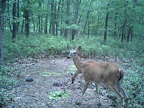 Latest fawn shot 07/26/11 - YouTube