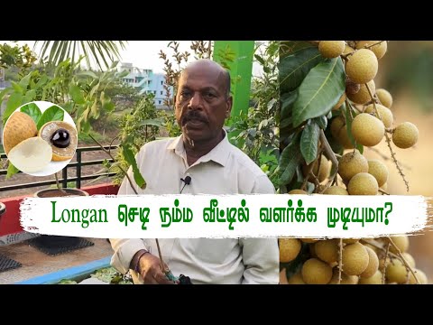லோங்கான் செடி நம்ம வீட்டில் வளர்க்க முடியுமா? | How To Grow Longon ...