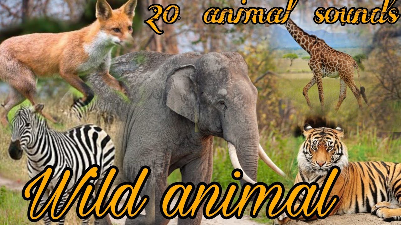 20 wild animal sounds - YouTube