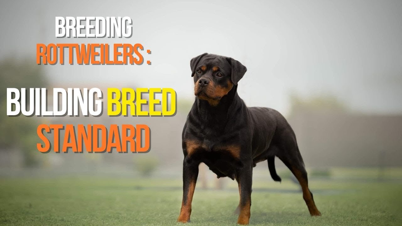 Breeding Rottweilers: Building Breed Standard - YouTube