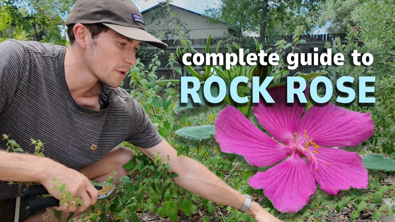 Complete Guide to Texas Native Rock Rose | Texas Native Plants - YouTube