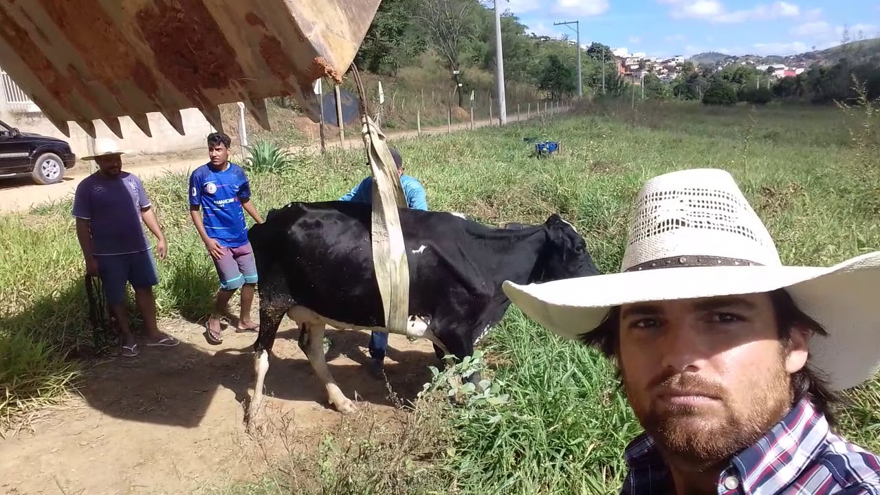 Levantando uma vaca fraca - YouTube