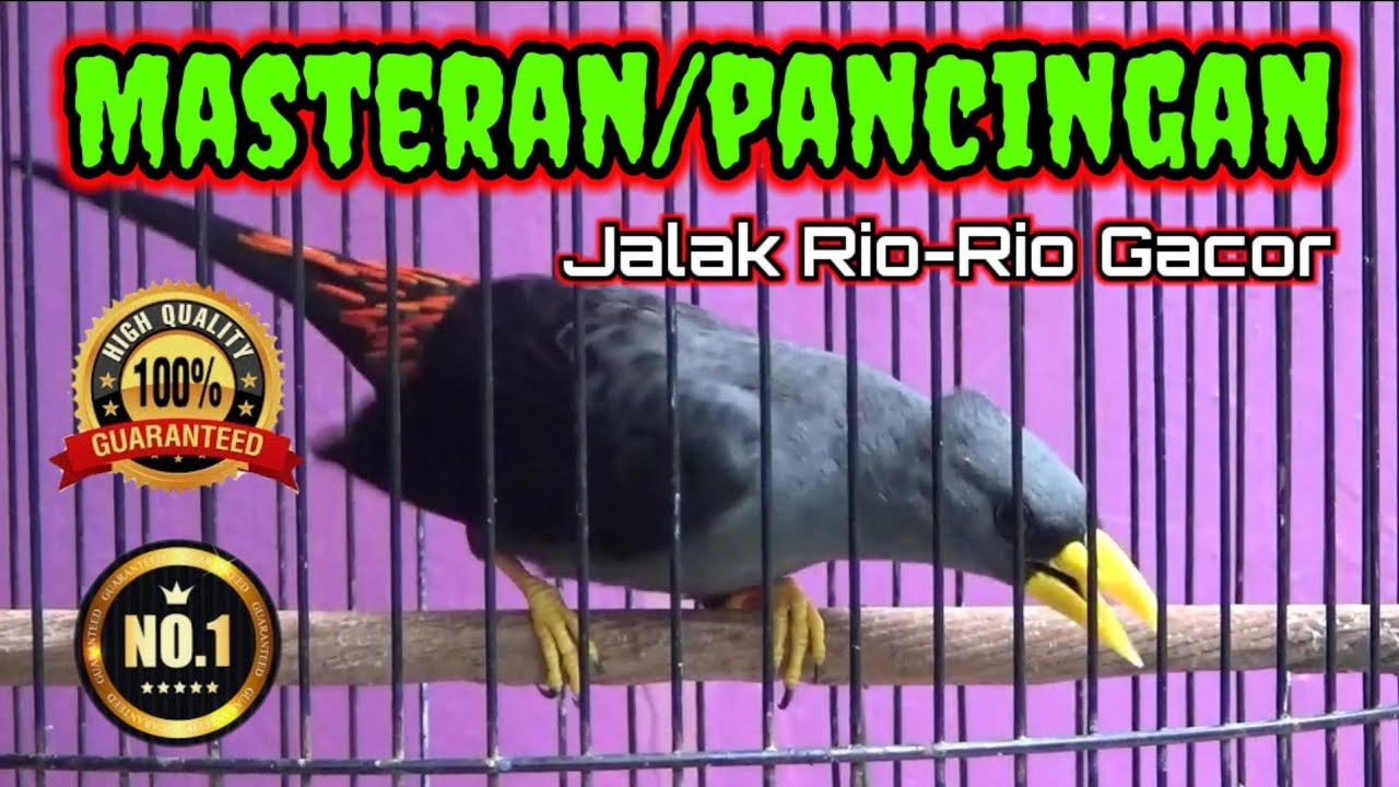 Burung Jalak Rio-Rio Gacor Teler || Cocok Untuk Masteran/Pancingan ...