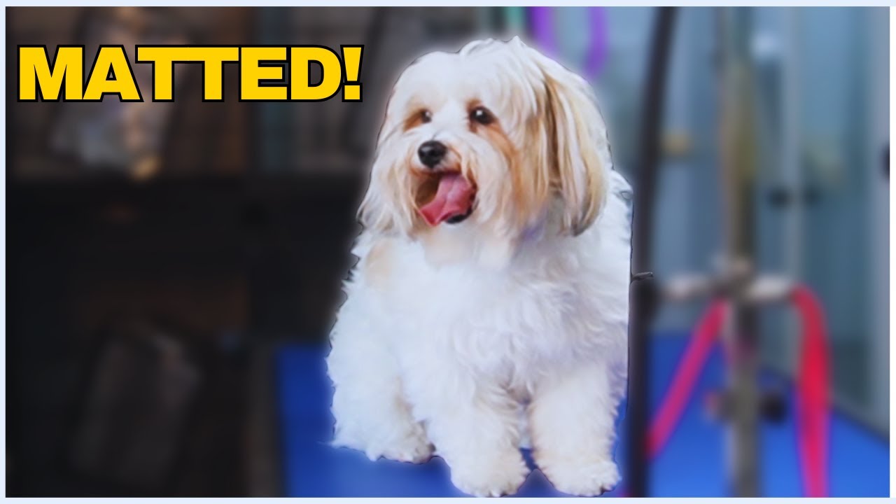 From Knots to Cuddles—Saving a Matted Havanese Mix - YouTube