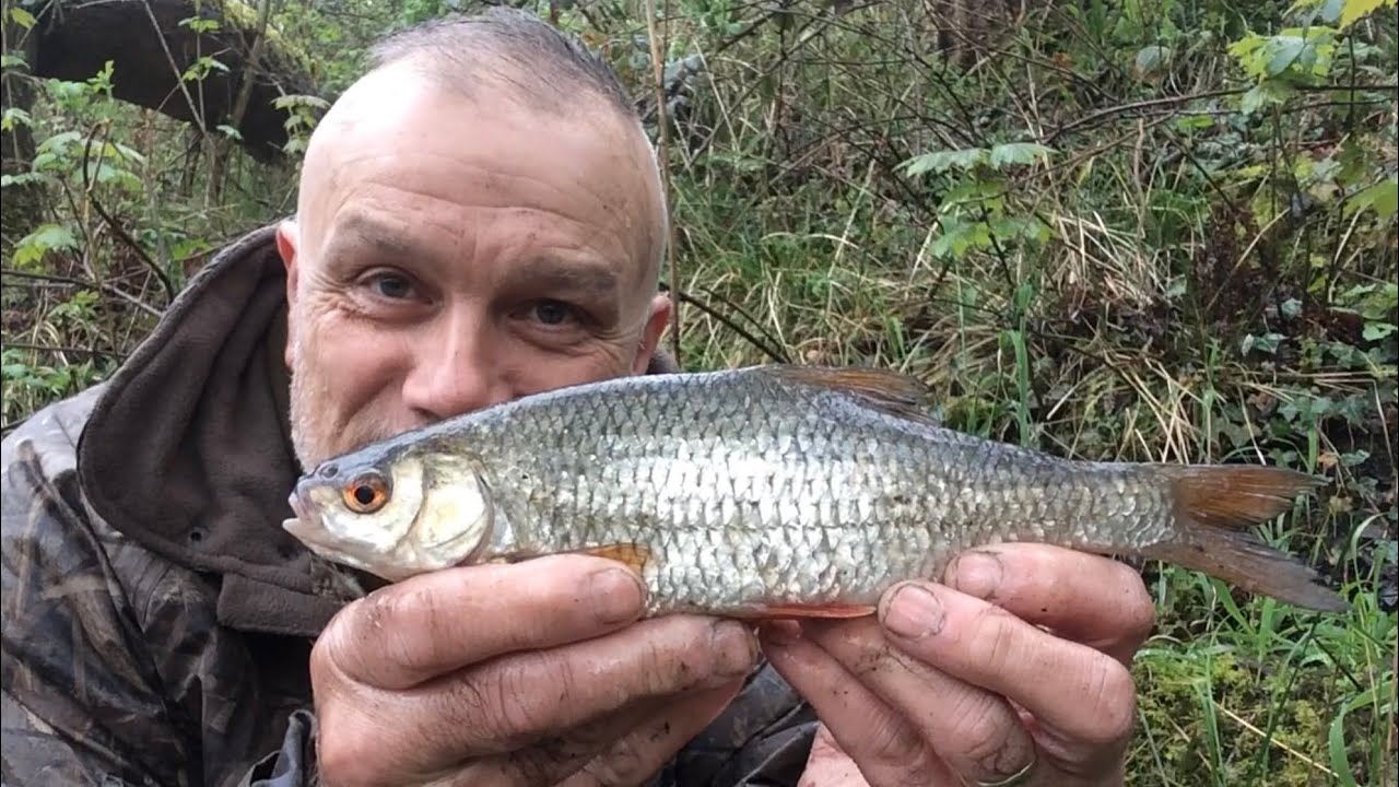 Session three on the gold mine and the ratio is tangles to fish - YouTube