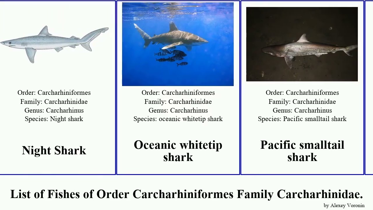 Fishes of Order Carcharhiniformes Family Carcharhinidae shark sharpnose ...