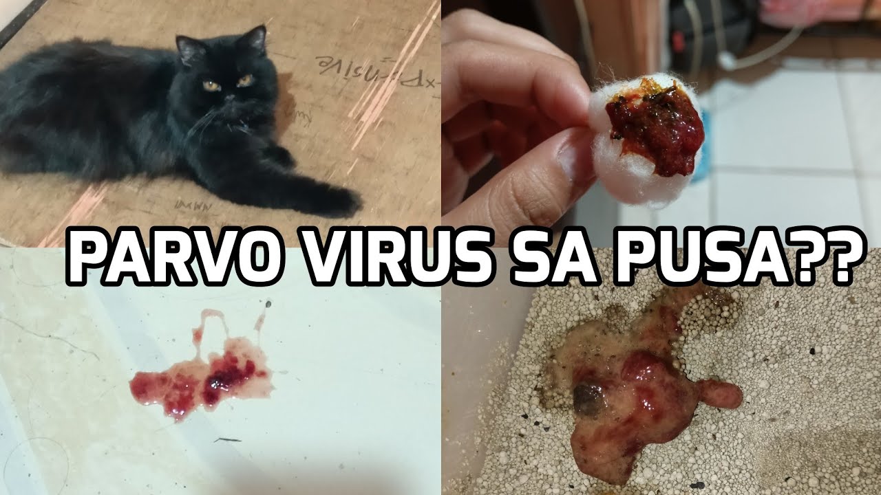 PARVO SA PUSA? (bakit may dugo ang tae ng pusa) - YouTube