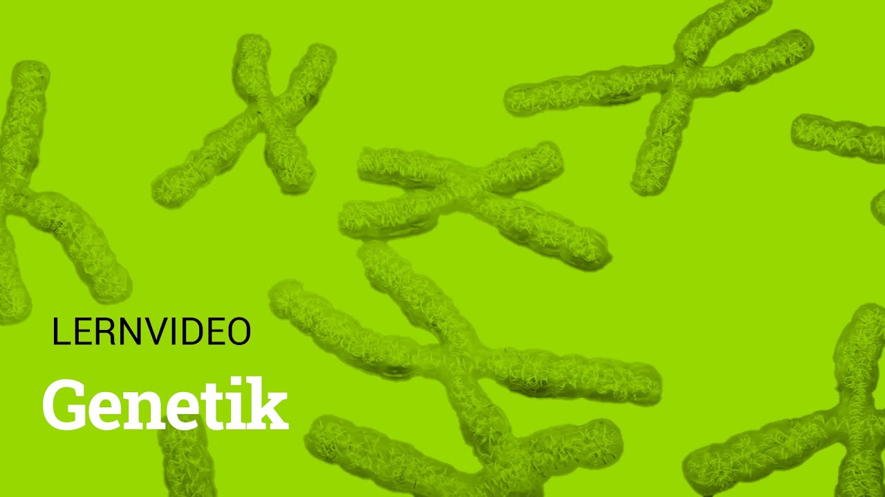 Genetik I Lernvideo - YouTube