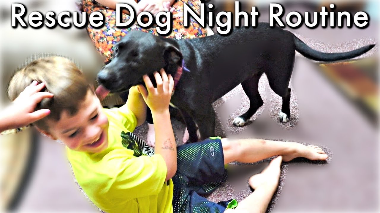 Rescue Dogs Family Night Time Routine - YouTube