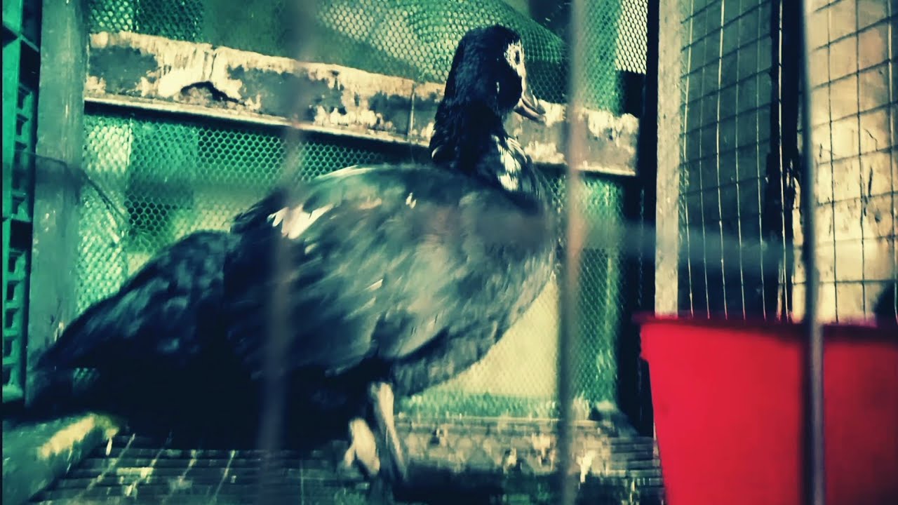 DUCK - HORROR & CREEPY SHORT FILM 2022 - YouTube