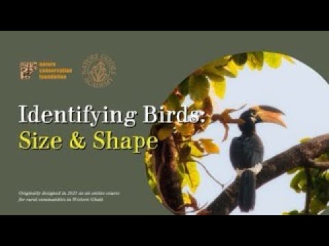 Episode 6(a): Identifying Birds: Size & Shape - YouTube