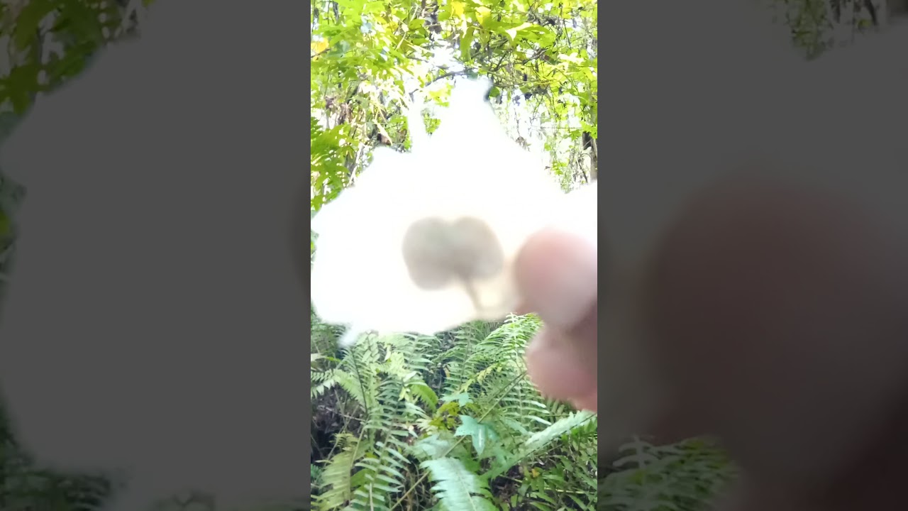 Thotila seeds Oroxylum indicum. dispersed by wind. - YouTube