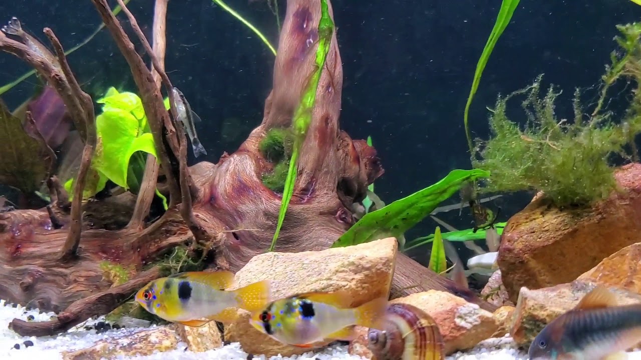 My breeding pair of German blue rams loving the new tank - YouTube