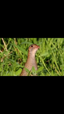 Corn crake bird voice for sleep 💤|Nature with relaxation - YouTube