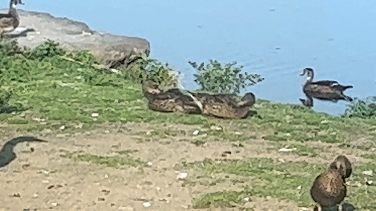 Ducklings Tanning 🐥🐥 - YouTube