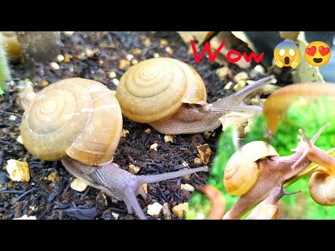 Beautiful Snails Walk each other Happily - YouTube