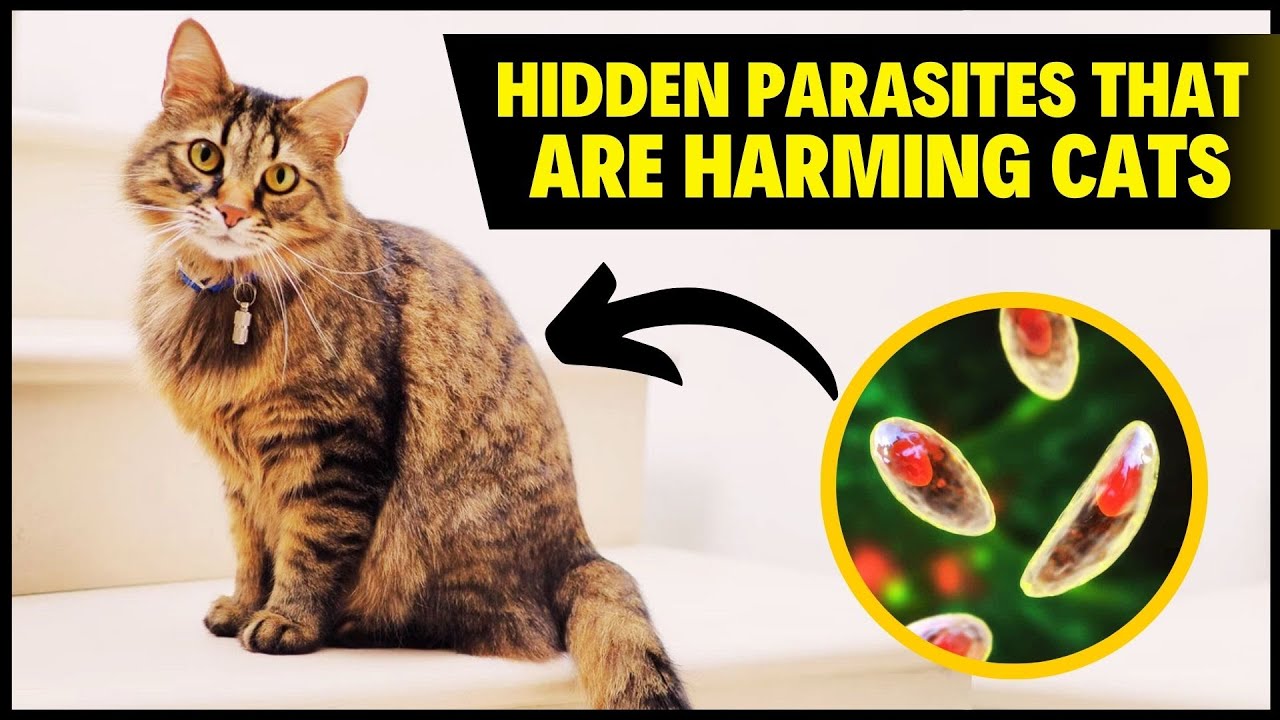 7 Common Parasites in Cats & How to Get Rid of Them Fast! - YouTube